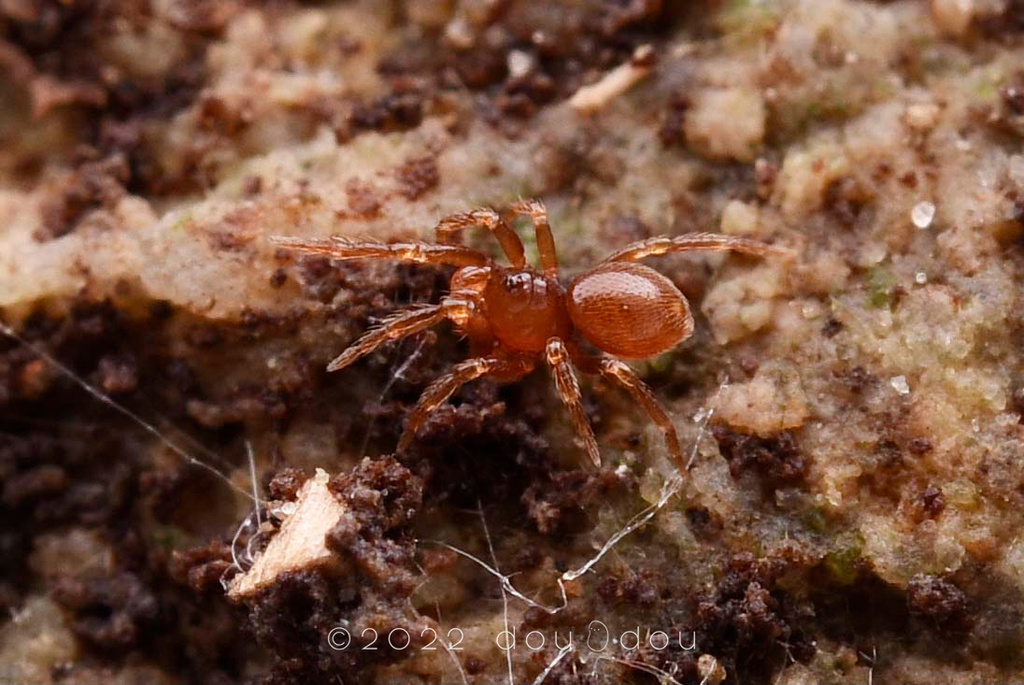 Ablemma prominens from 中国海南省五指山 on January 25, 2022 at 03:24 AM by 豆豆 ...