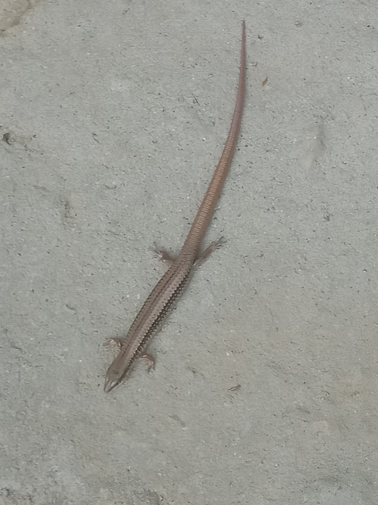 Alpine Punjab Skink from Noora Khel Talash, Dir Lower, Lower Dir ...