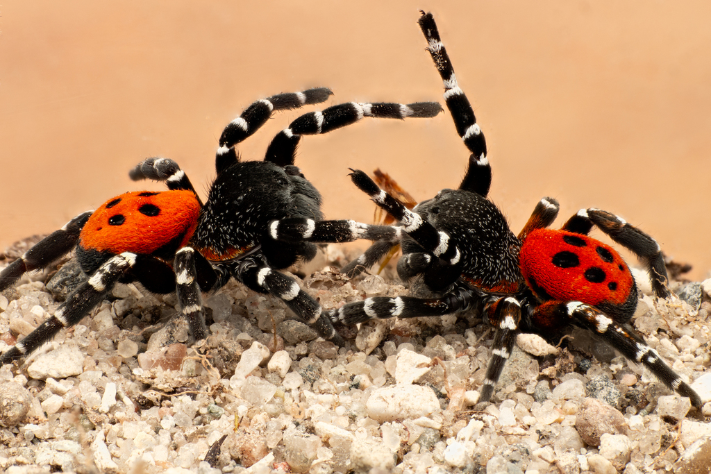 Ladybird Spider Stock Photo Of Ladybird Spider (Eresus