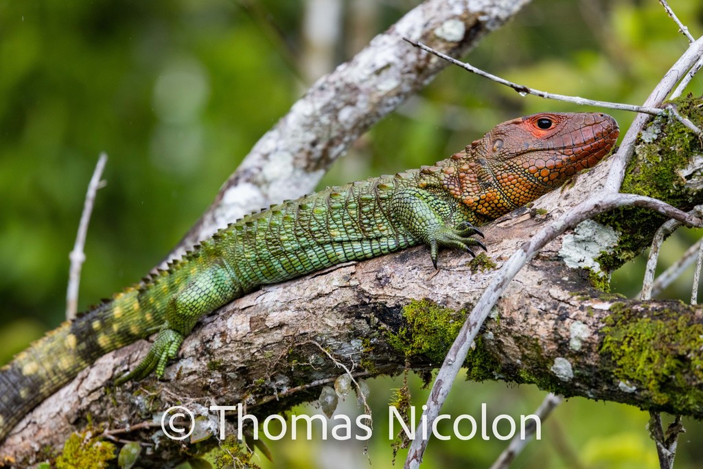 Northern Caiman Lizard Wikipedia