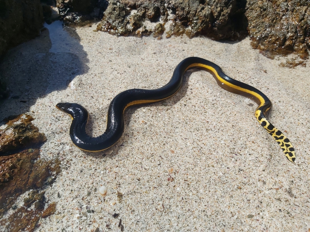 Yellow-bellied Sea Snake from Isla Cocinas, Jal., México on March 26 ...