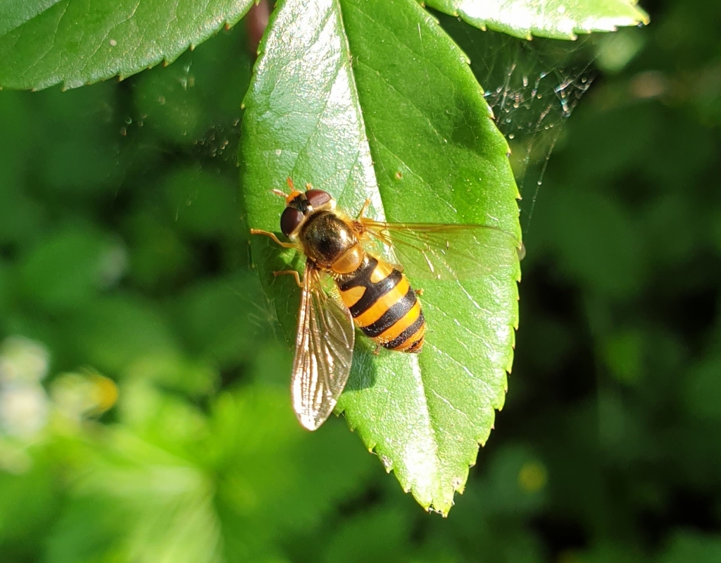 Syrphini in May 2022 by Alessandro Nota · iNaturalist
