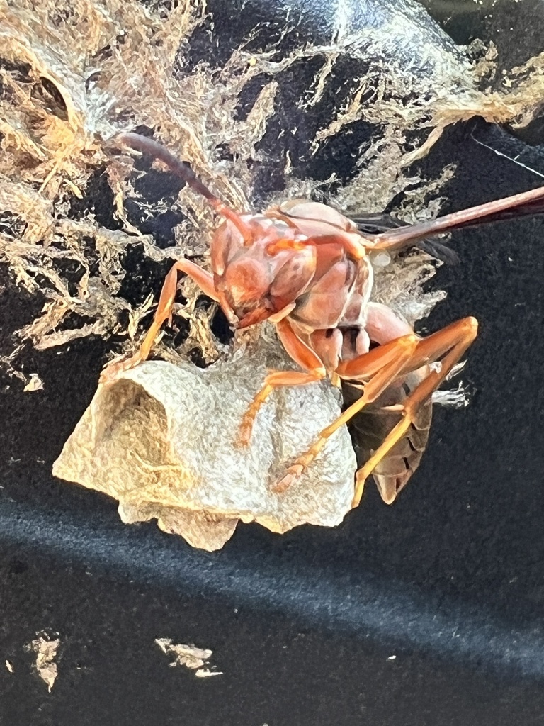 Coarse-backed Red Paper Wasp from S Claremont Ave, Sherwood, AR, US on ...
