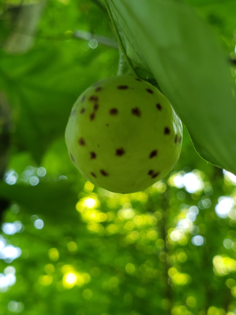 Larger Empty Oak Apple Wasp from Gatlinburg, TN 37738, USA on May 12 ...