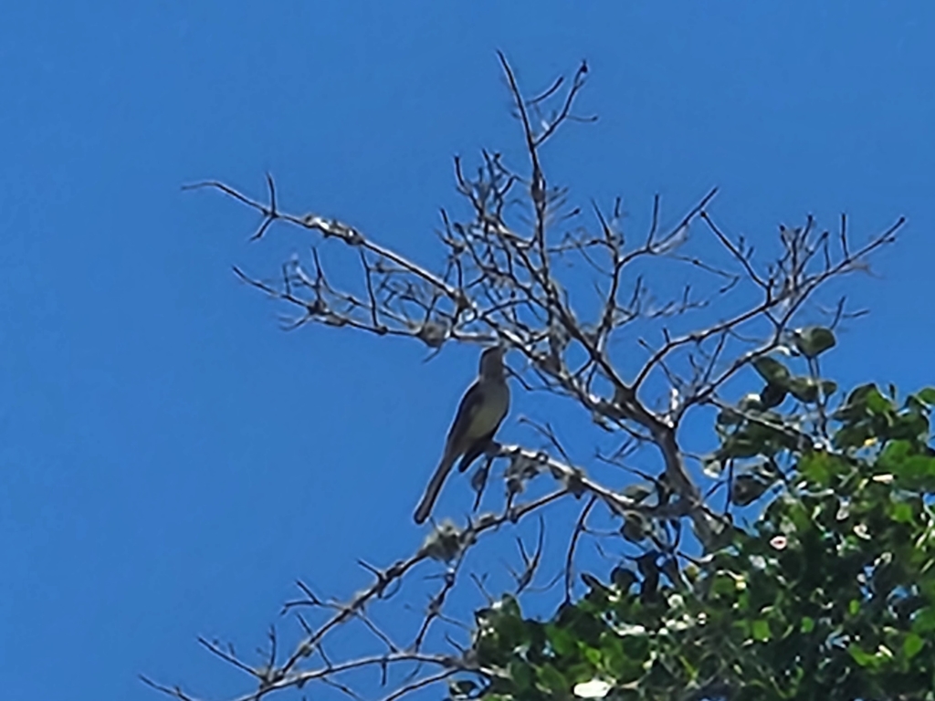 Northern Mockingbird from Abbeville, AL 36310, USA on May 12, 2022 at ...