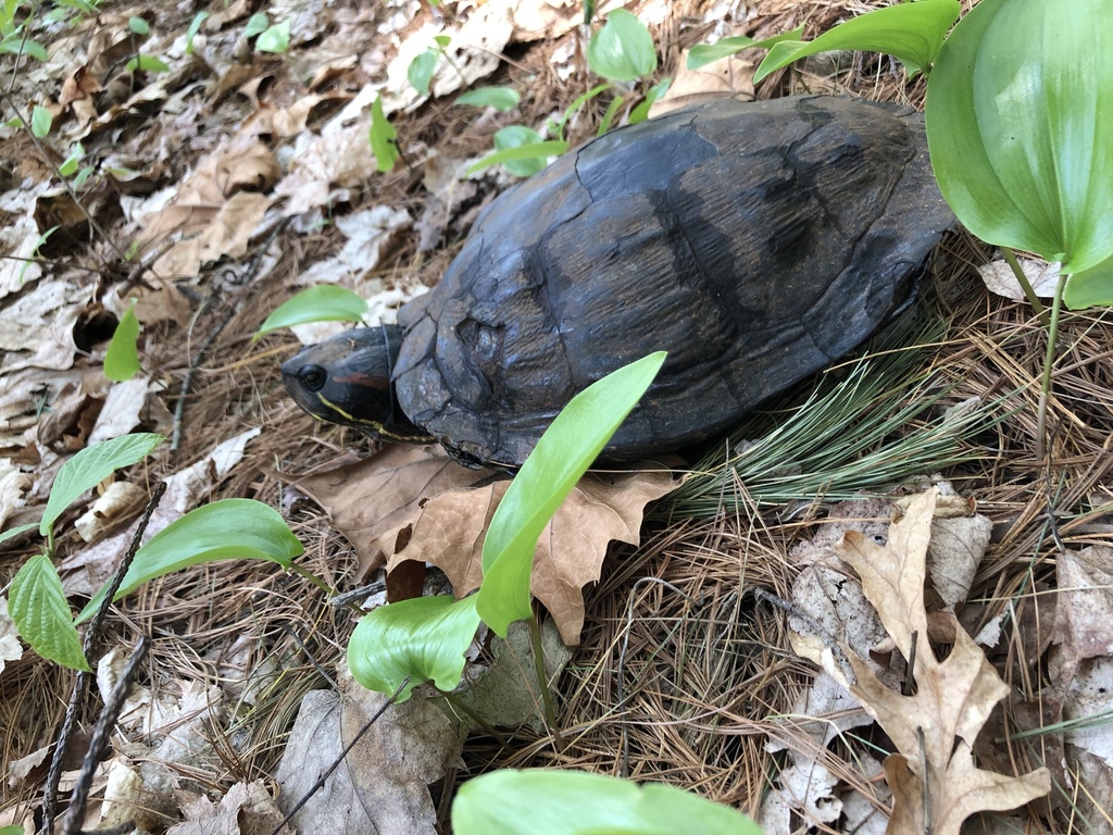 Pond Slider from Mine Falls Park, Nashua, NH, US on May 12, 2022 at 01: ...