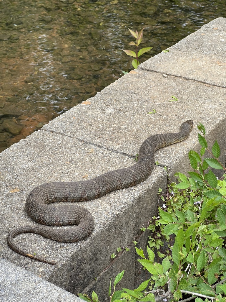 Northern Watersnake from Jim Barnett Park, Winchester, VA, US on May 12 ...