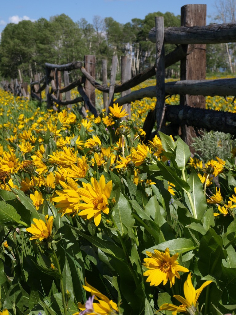 northern mule's ears from Fremont County, ID, USA on July 06, 2009 at ...