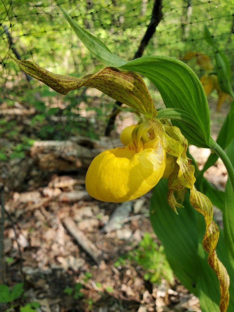 large yellow lady's-slipper in May 2022 by Dave Edmonds · iNaturalist