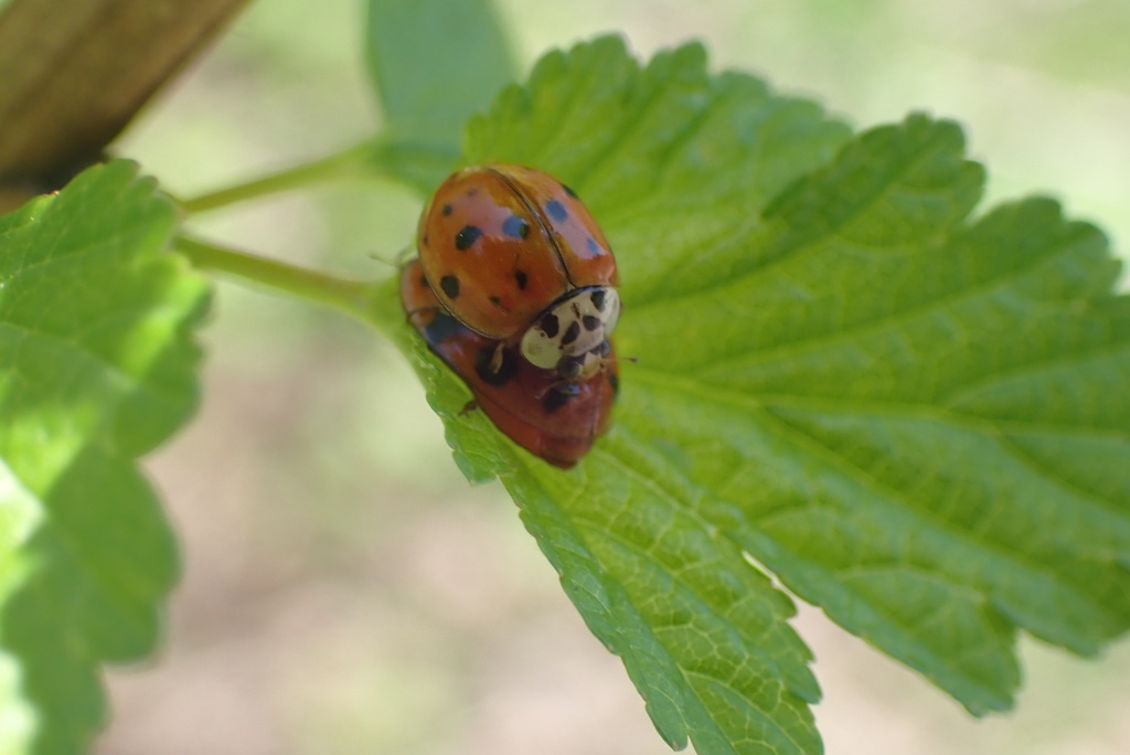 Asian Lady Beetle from Ithaca, NY, USA on May 12, 2022 at 12:27 PM by ...