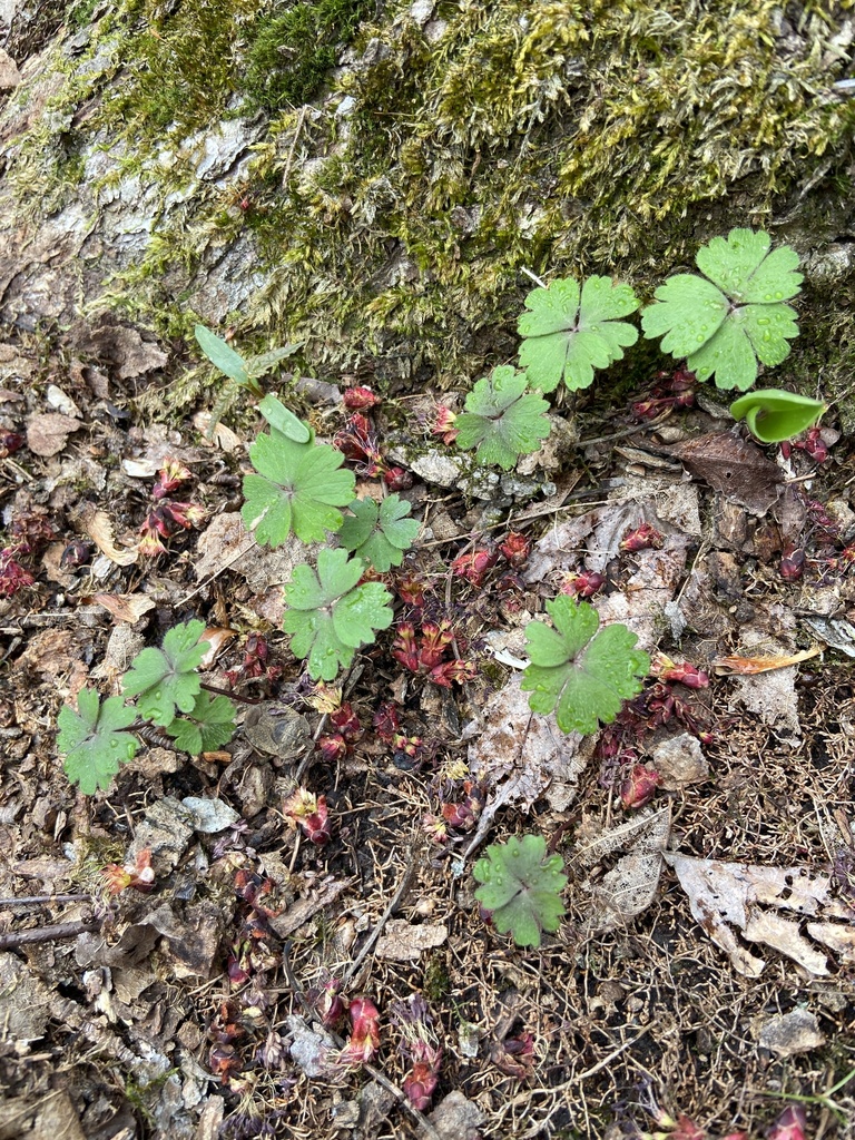 red columbine from Schmeeckle Reserve, Stevens Point, WI, US on May 12 ...