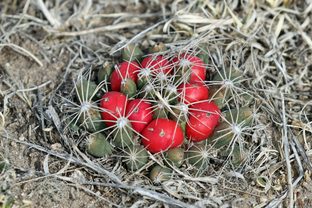 Missouri Foxtail Cactus from Palo Duro Lake on March 27, 2022 by ...