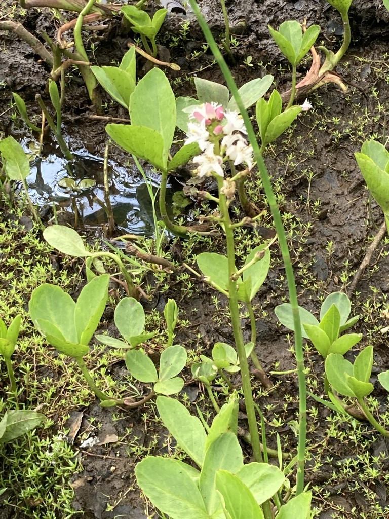 Bogbean from Sutton Coldfield CP, Birmingham, England, GB on 12 May ...