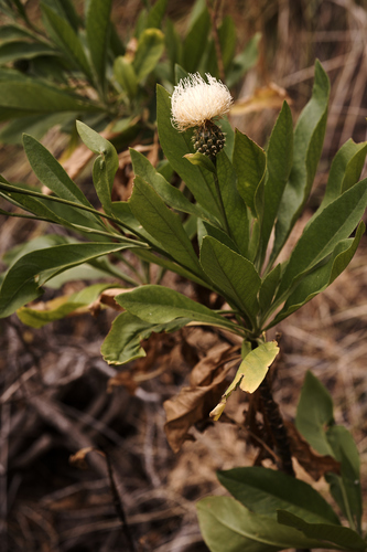 Subspecies Cheirolophus sventenii gracilis · iNaturalist
