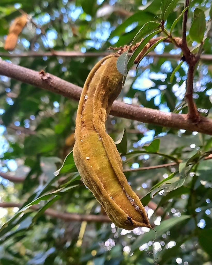 Inga affinis from Patos, Paraíba, Brazil on May 08, 2022 at 11:20 AM by ...