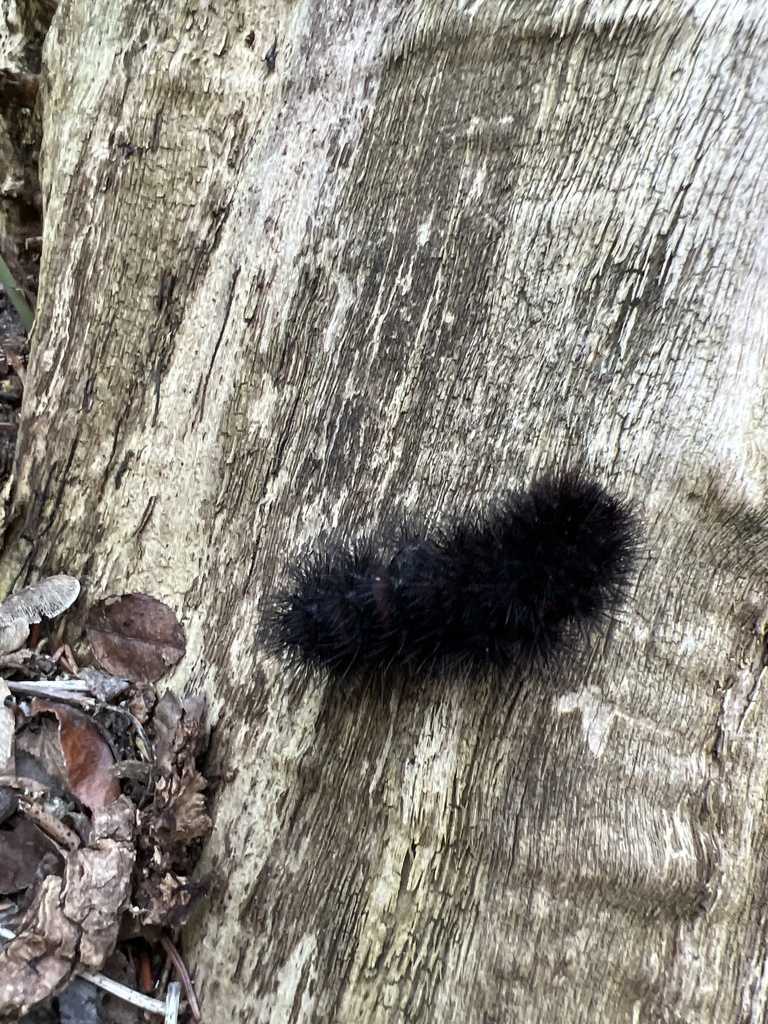 Giant Leopard Moth from Tyranena Park, Lake Mills, WI, US on May 12 ...
