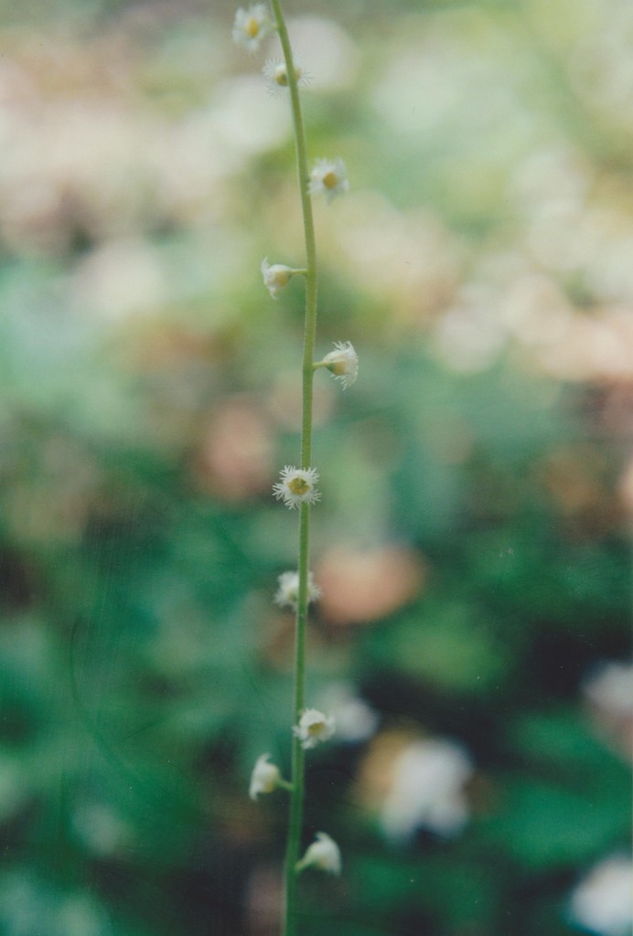 twoleaf miterwort from Porter County, IN, USA on May 25, 2000 by Gregg ...