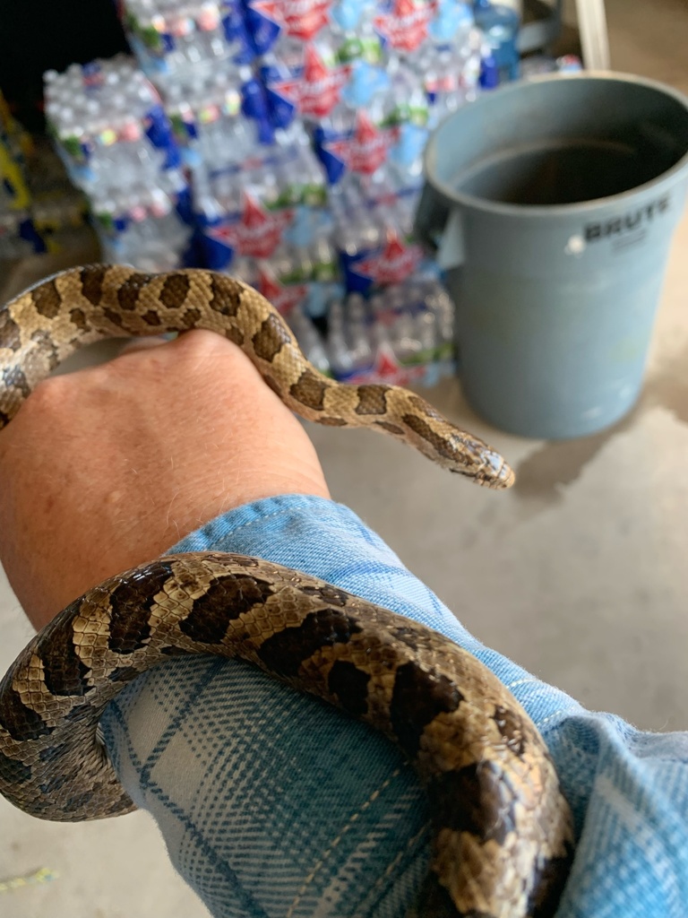 Prairie Kingsnake from North Pasadena, Pasadena, TX, US on May 12, 2022 ...