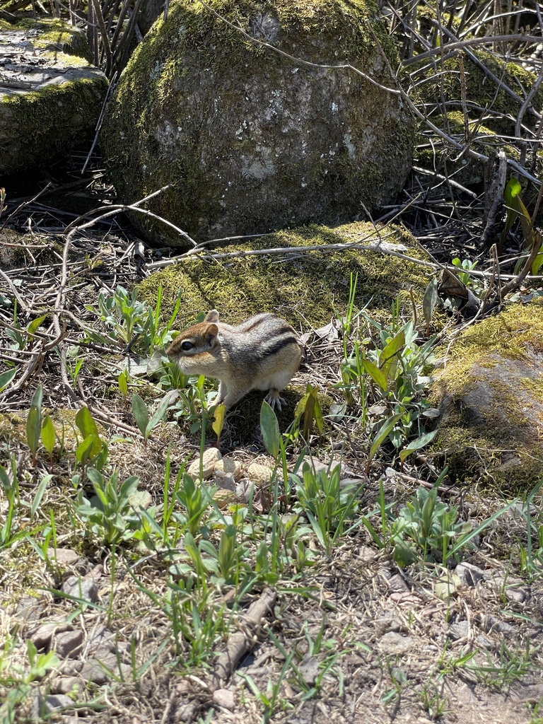 Eastern Chipmunk from Algoma, Ontario, Canada on May 08, 2022 at 01:01 ...