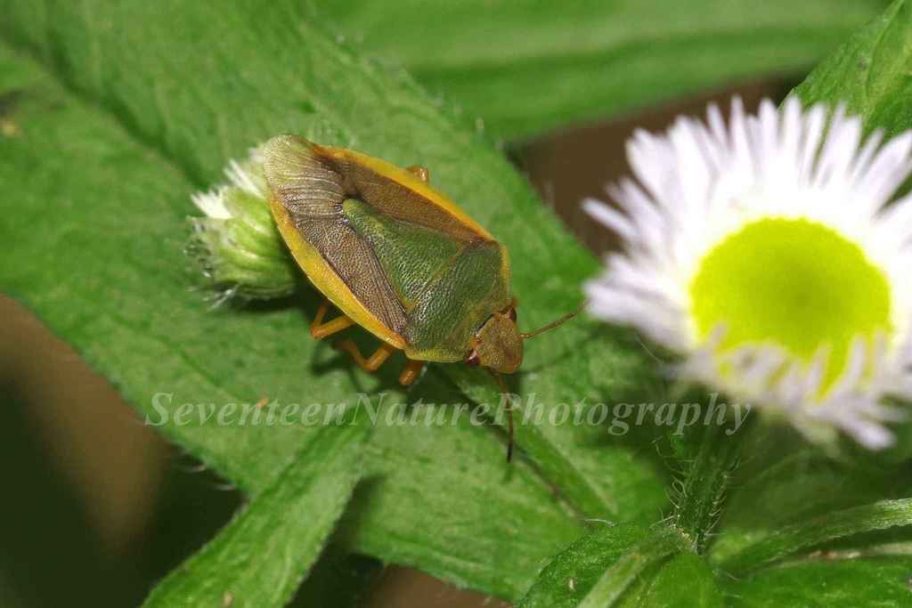 Aenaria pinchii from 中国江苏省南京市玄武区 on May 18, 2019 at 12:28 PM by 石柒 ...