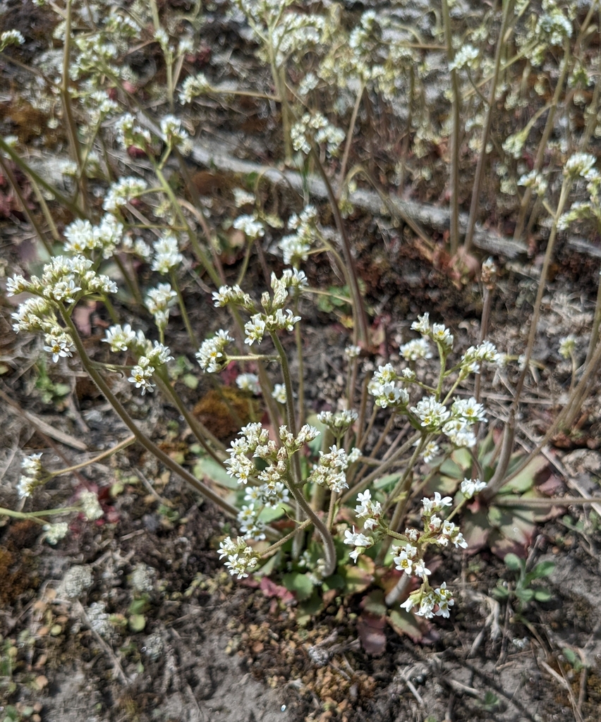Virginia saxifrage from MacTier, ON P0C 1H0, Canada on May 12, 2022 at ...