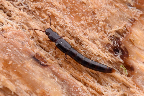 (Lispinus)