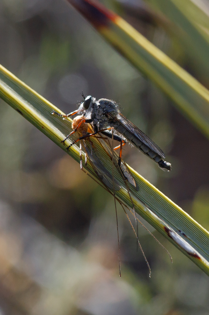 Asilinae from Los Angeles County, CA, USA on May 12, 2022 at 03:40 PM ...