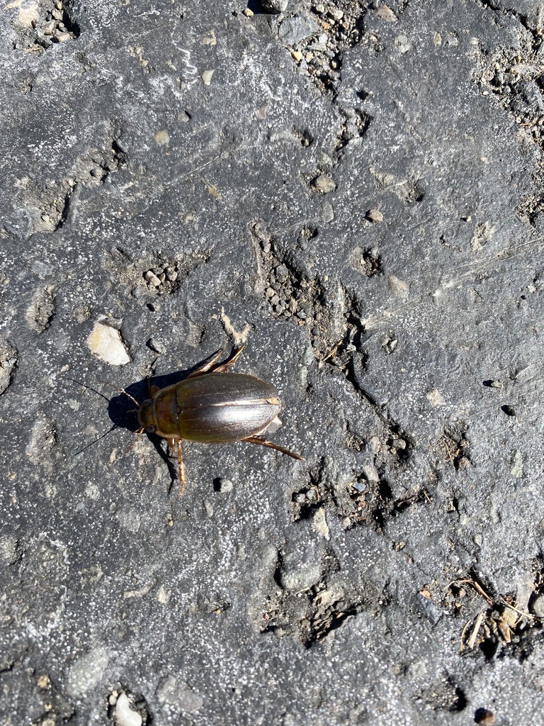 Dytiscus from Gallea St NE, Olympia, WA, US on July 19, 2021 at 10:04 ...