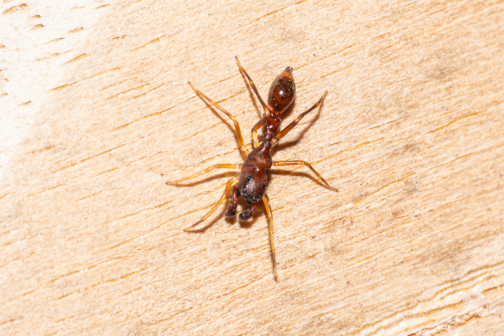 Slender Ant-mimic Jumping Spider from Cincinnati Nature Center, Union ...