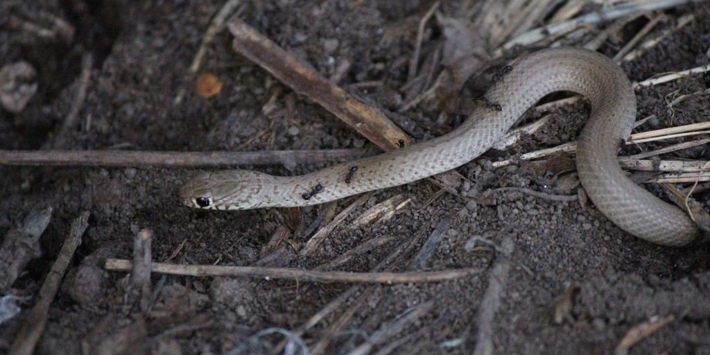 Dotted Dwarf Snake in May 2015 by artem · iNaturalist
