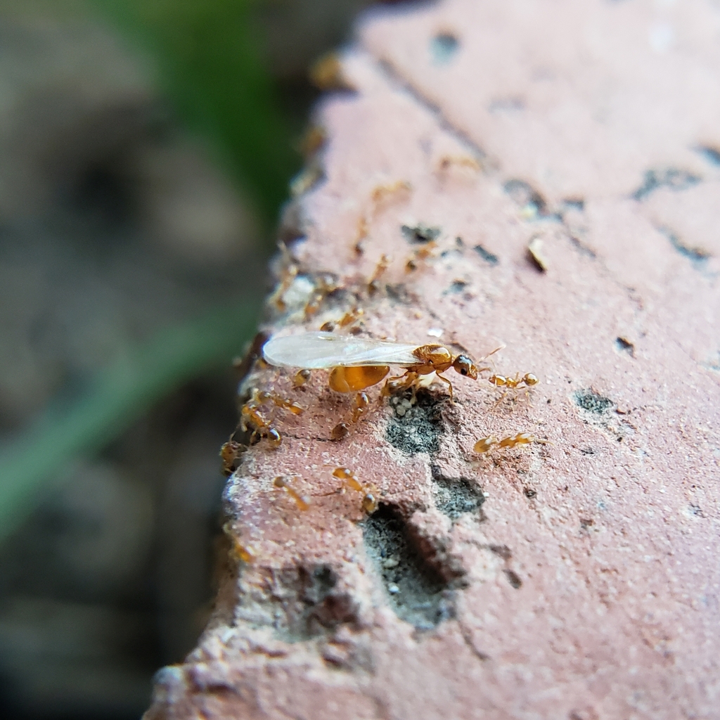 Molesta-group Thief Ants in May 2022 by lahaina · iNaturalist