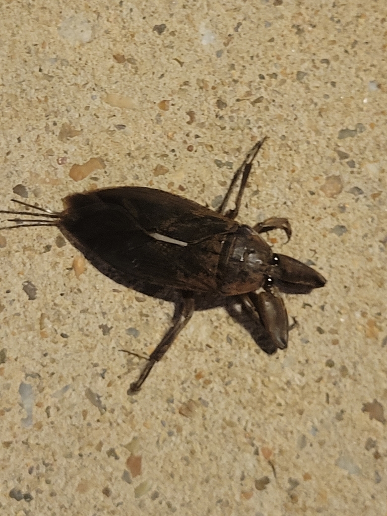 Uhler's Giant Water Bug from Pike Rd, AL 36064, USA on May 12, 2022 at ...