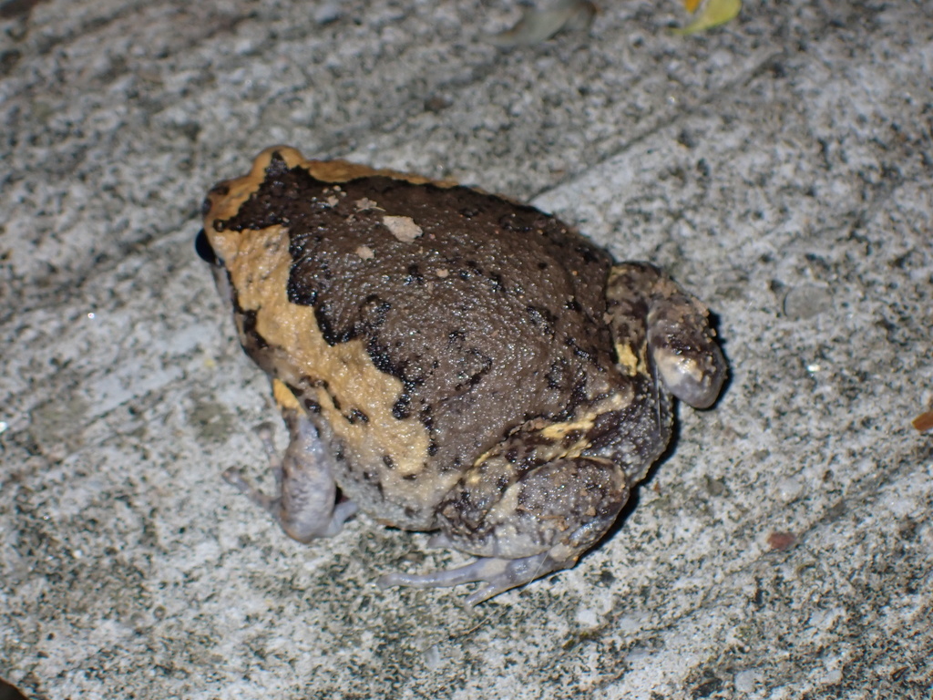 Asian Painted Frog from 獅子會自然教育中心, 西貢, 新界, HK on March 31, 2022 at 09: ...