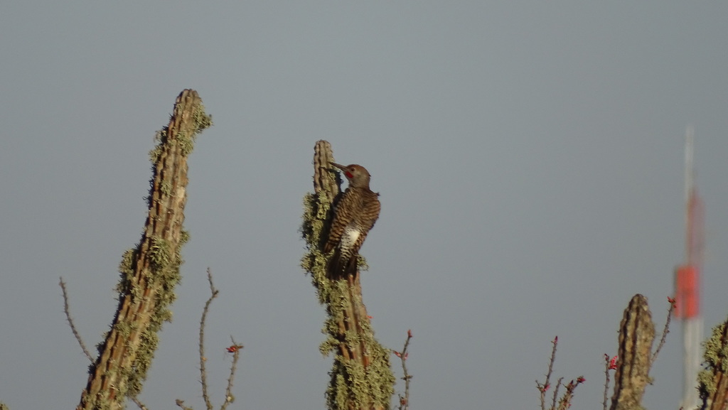Gilded Flicker from Vizcaíno, B.C.S., México on May 12, 2022 at 06:36 ...