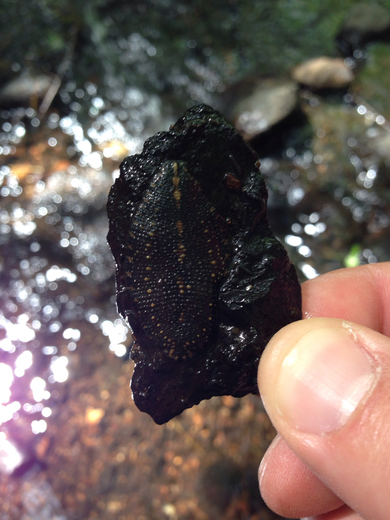 Turtle Leeches in June 2015 by neature · iNaturalist