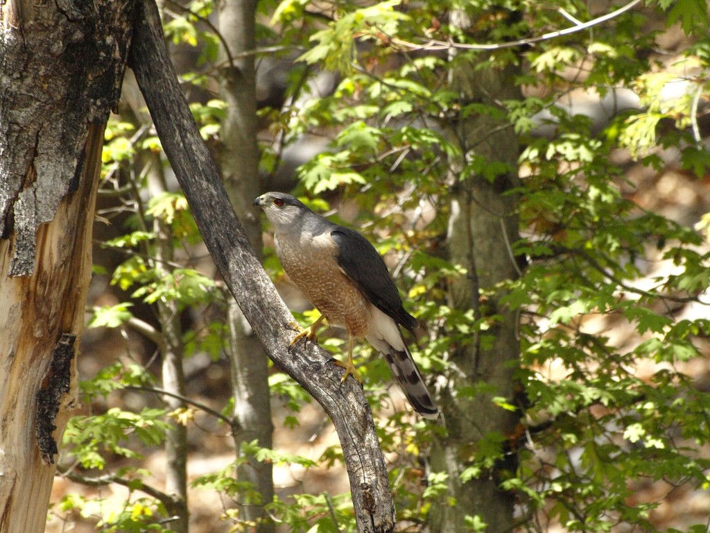 Cooper's Hawk from Sierra Vista Southeast, AZ, USA on April 20, 2010 at ...