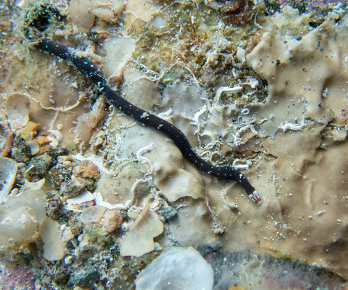 Lineus stigmatus · iNaturalist Ecuador