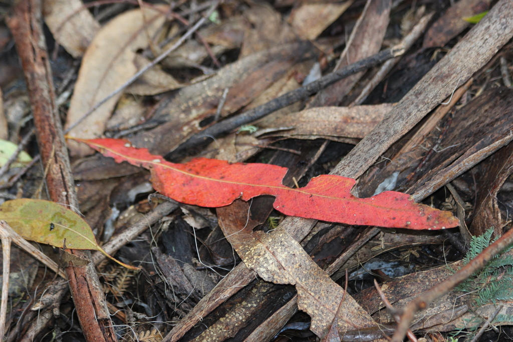 mountain grey gum from Kinglake West VIC 3757, Australia on May 12 ...
