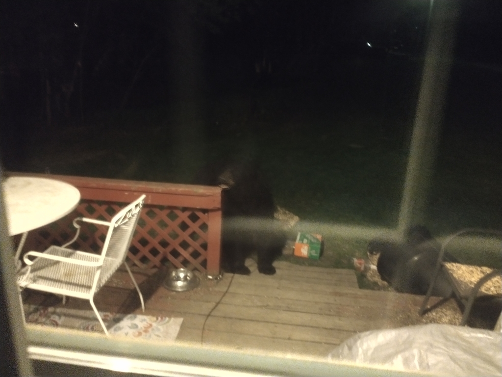American Black Bear from North Brookfield, NY 13418, USA on May 12 ...