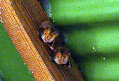 Hairy Slit-faced Bat (Nycteris hispida) · iNaturalist