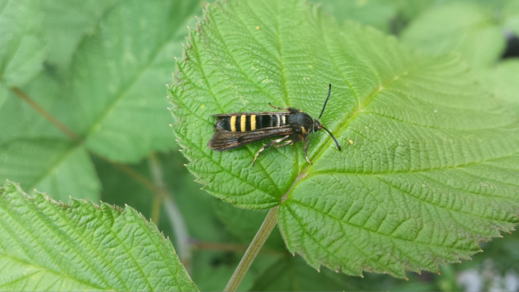 Raspberry clearwing moth from Baoding, CN-HB, CN on August 7, 2015 at ...