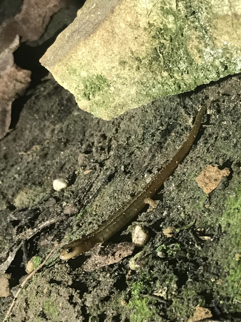 Blue Ridge Two-lined Salamander from Fiery Gizzard Rd, Tracy City, TN ...