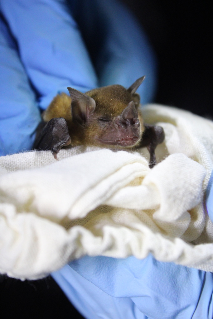 Northern Yellow-shouldered Bat from Othón P. Blanco, QROO, MX on ...
