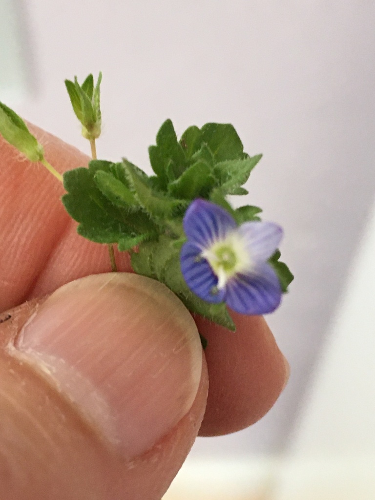 bird's-eye speedwell from Manzanita Dr, Angwin, CA, US on April 28 ...