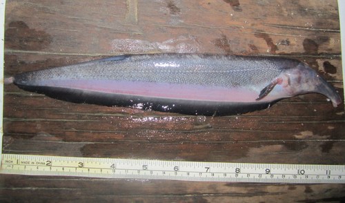 Sternarchorhynchus mormyrus · iNaturalist