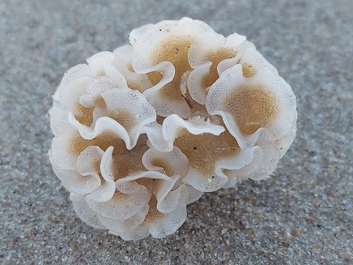 Conopeum tubigerum · iNaturalist