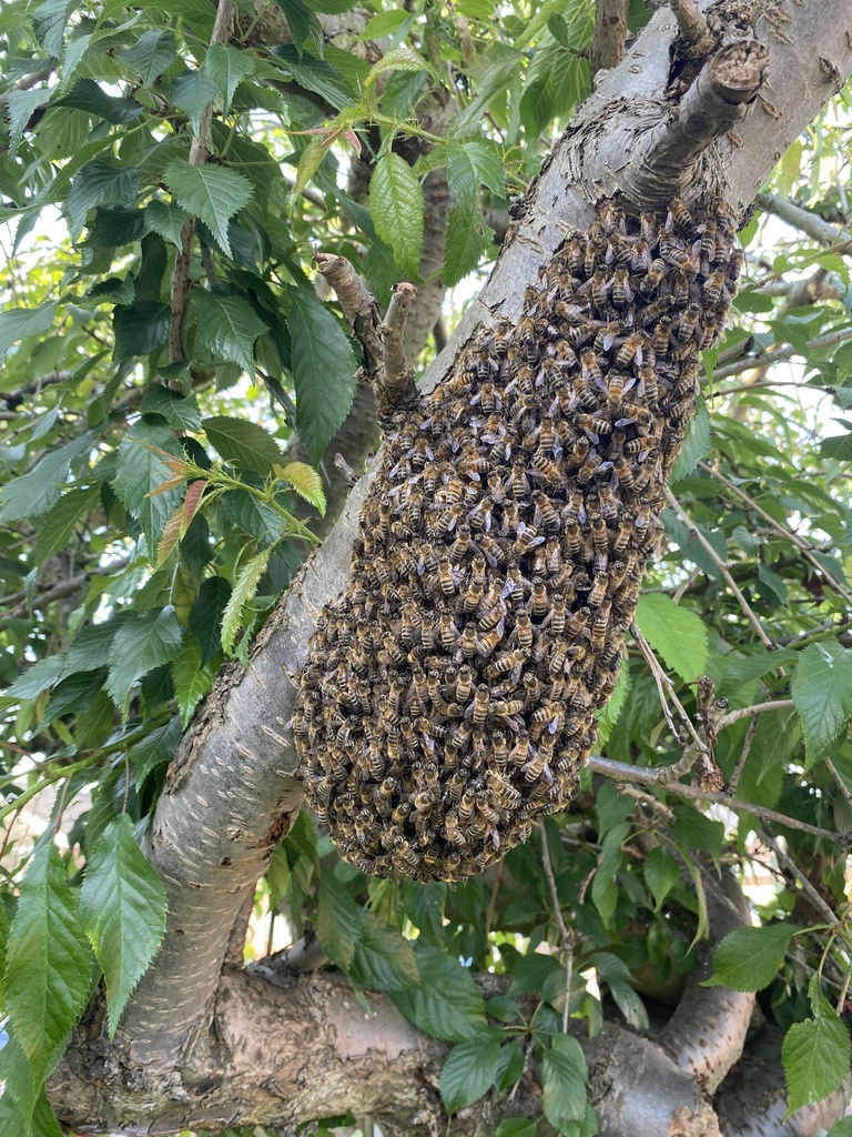 Western Honey Bee from Sycamore Dr, Sheffield, England, GB on July 1 ...