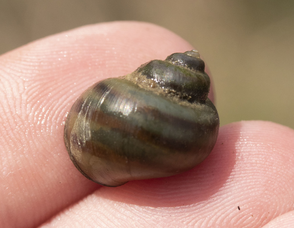 Banded Mystery Snail from Ionia County, MI, USA on April 23, 2022 at 01 ...