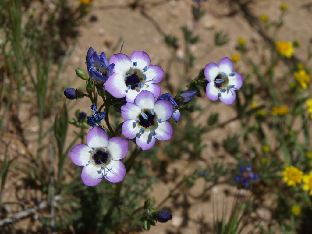 Broad-flowered Gilia from Los Angeles County, CA, USA on March 23, 2010 ...