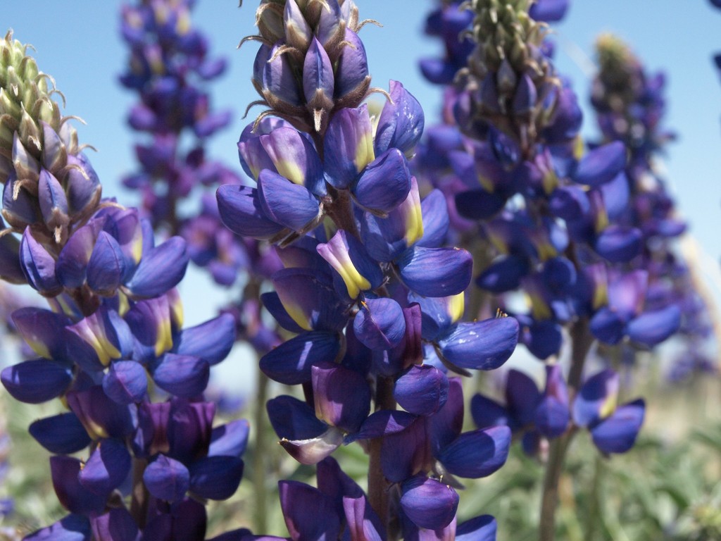 Bush Lupine complex from Los Angeles County, CA, USA on March 23, 2010 ...